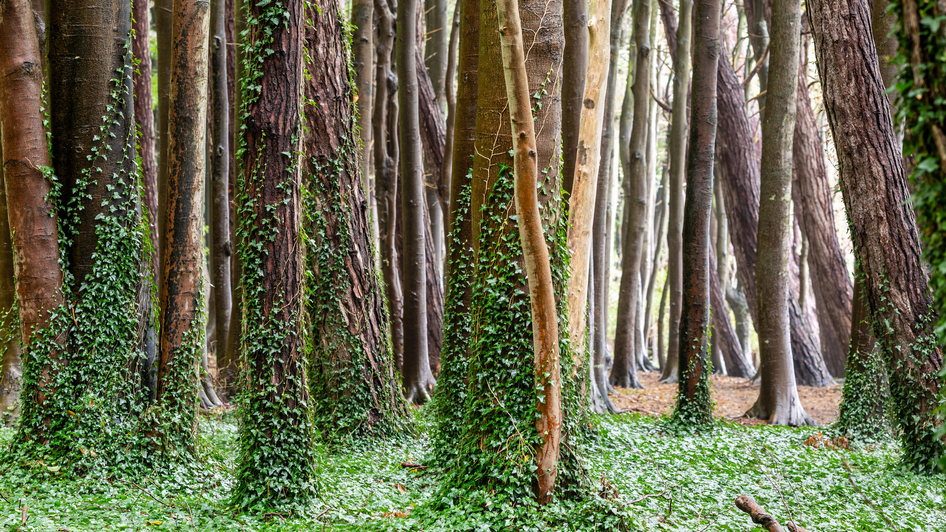 Efeu Foto & Bild | pflanzen, pilze & flechten, bäume, laubbäume Bilder ...