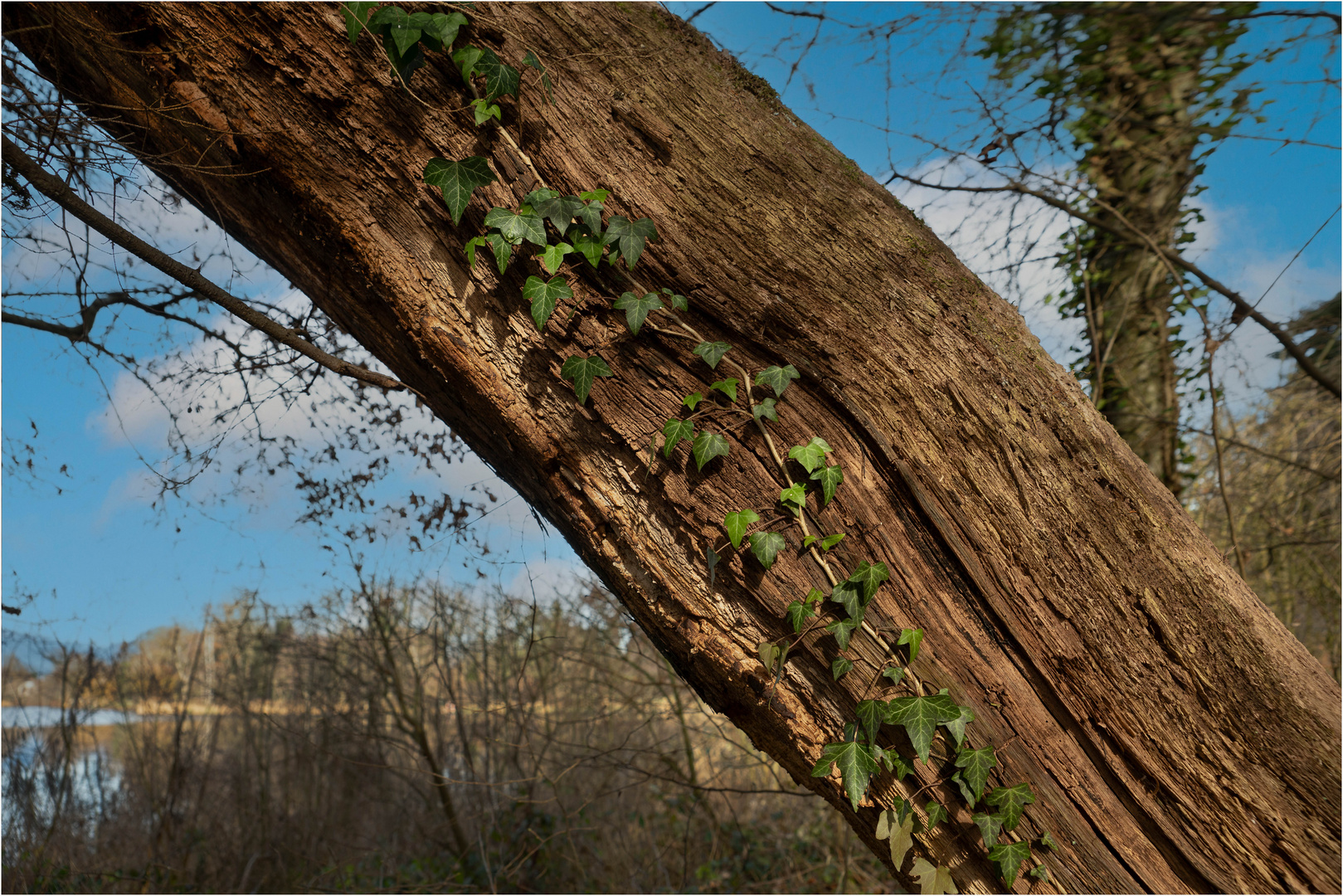 Efeu Foto & Bild | flora, efeu, naturschutzgebiet Bilder auf fotocommunity