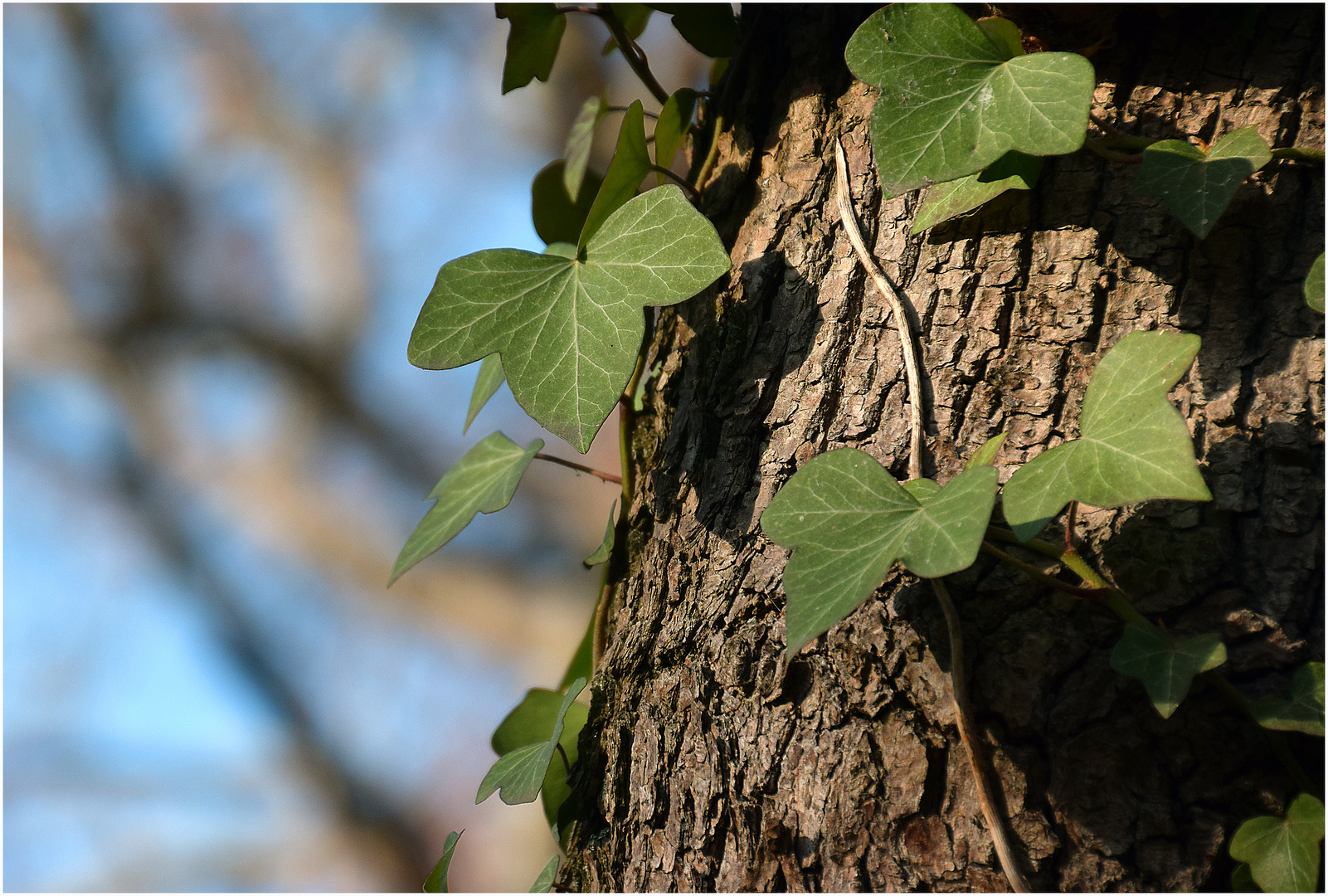 Efeu Foto & Bild | natur, pflanzen, rankengewächse Bilder auf fotocommunity