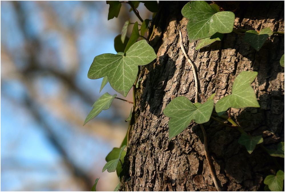 Efeu Foto & Bild | natur, pflanzen, rankengewächse Bilder auf fotocommunity
