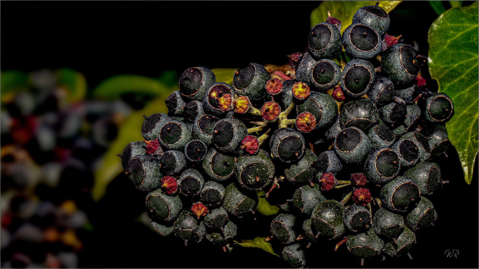~ Efeu ~ Foto & Bild | makro, frühling, natur Bilder auf fotocommunity