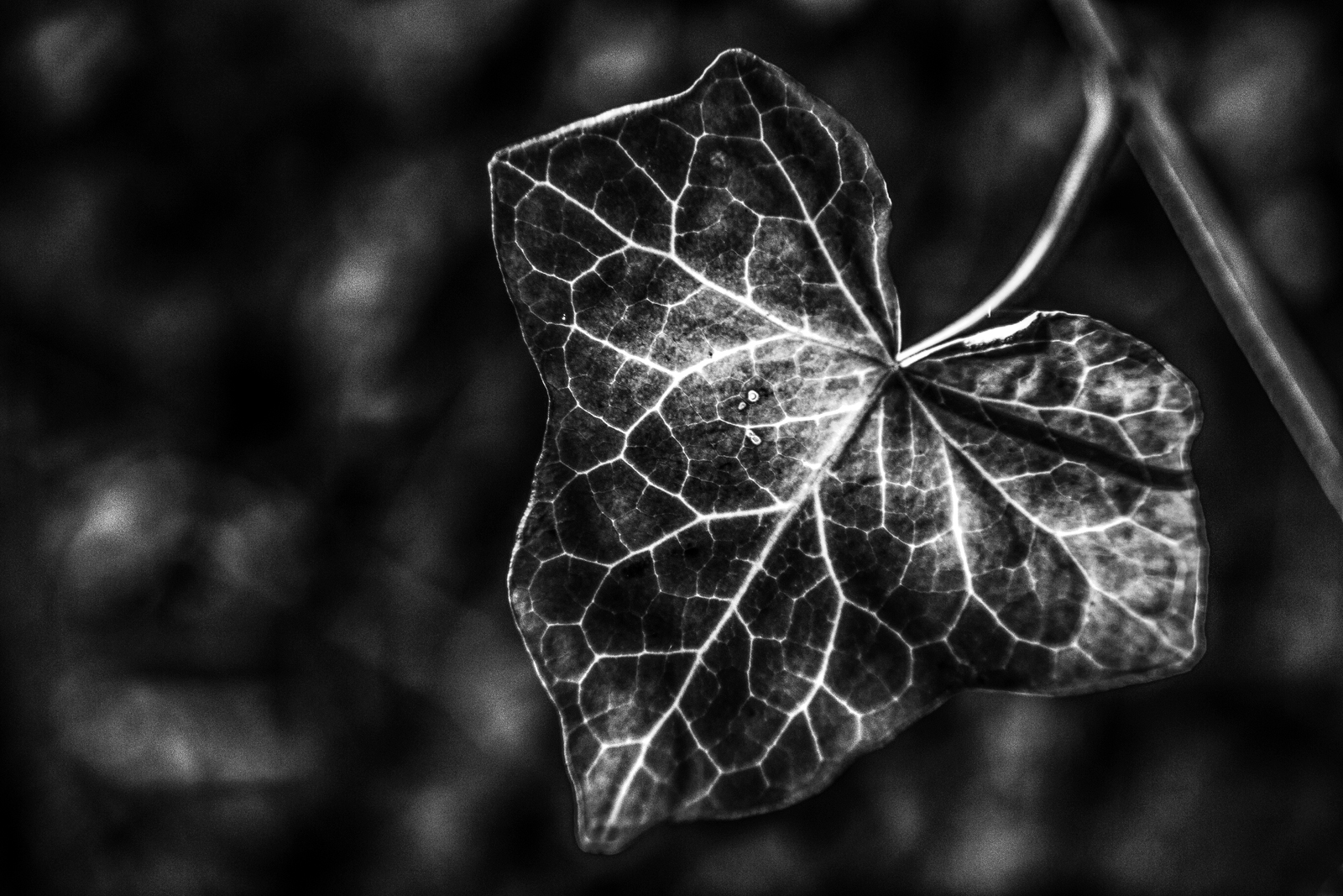 Efeu Foto & Bild | pflanzen, pilze & flechten, natur-makros, natur ...