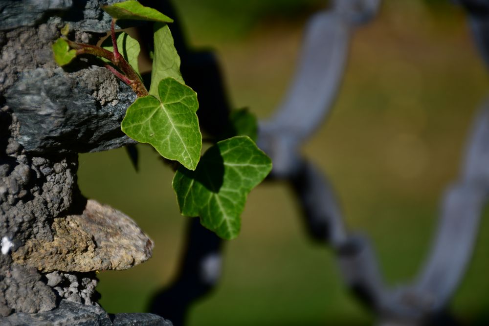 Efeu Foto & Bild | pflanzen, pilze & flechten, rankgewächse ...