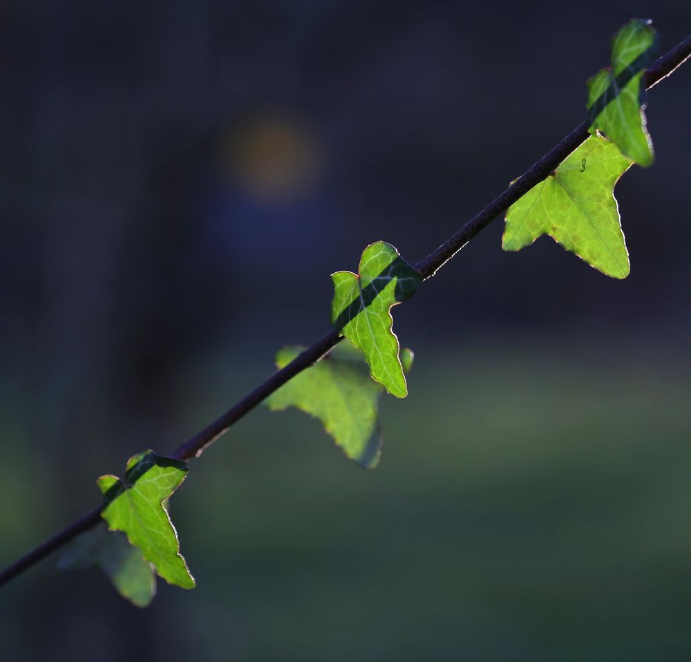 Efeu Foto & Bild | pflanzen, pilze & flechten, jahreszeiten, winter ...