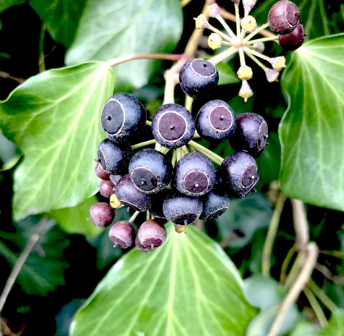 Efeu Beeren Foto & Bild | jahreszeiten, winter, garten Bilder auf ...