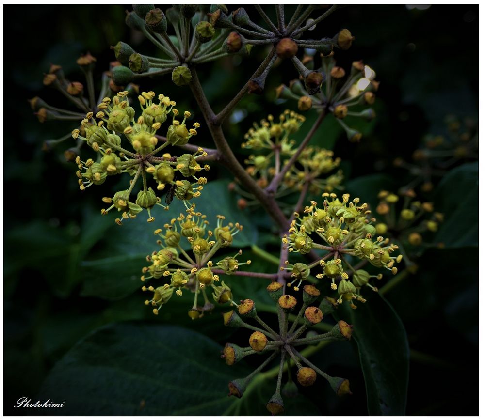 Efeu Blüten Foto & Bild | pflanzen, pilze & flechten, blüten ...