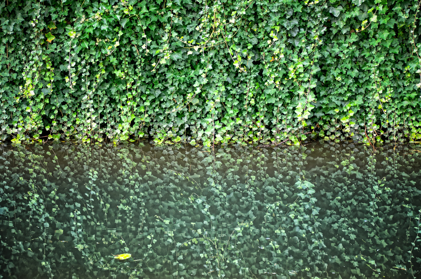 Efeu Foto & Bild | art, wasser, grün Bilder auf fotocommunity