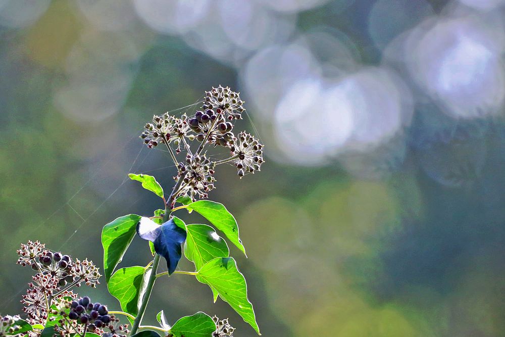 Efeu Foto & Bild | fotos, natur, herbst Bilder auf fotocommunity