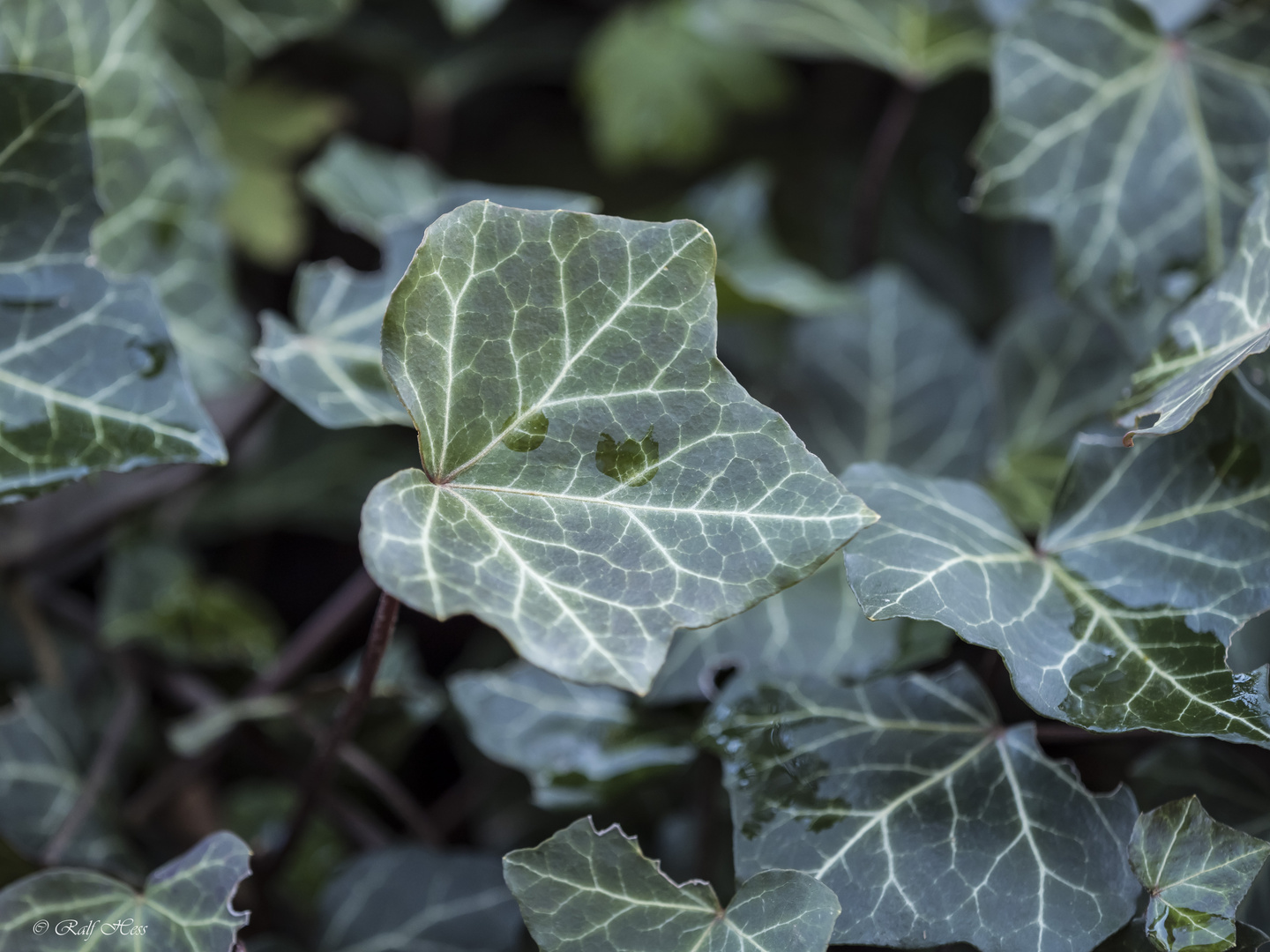 Efeu Foto & Bild | natur, pflanzen, challenge Bilder auf fotocommunity