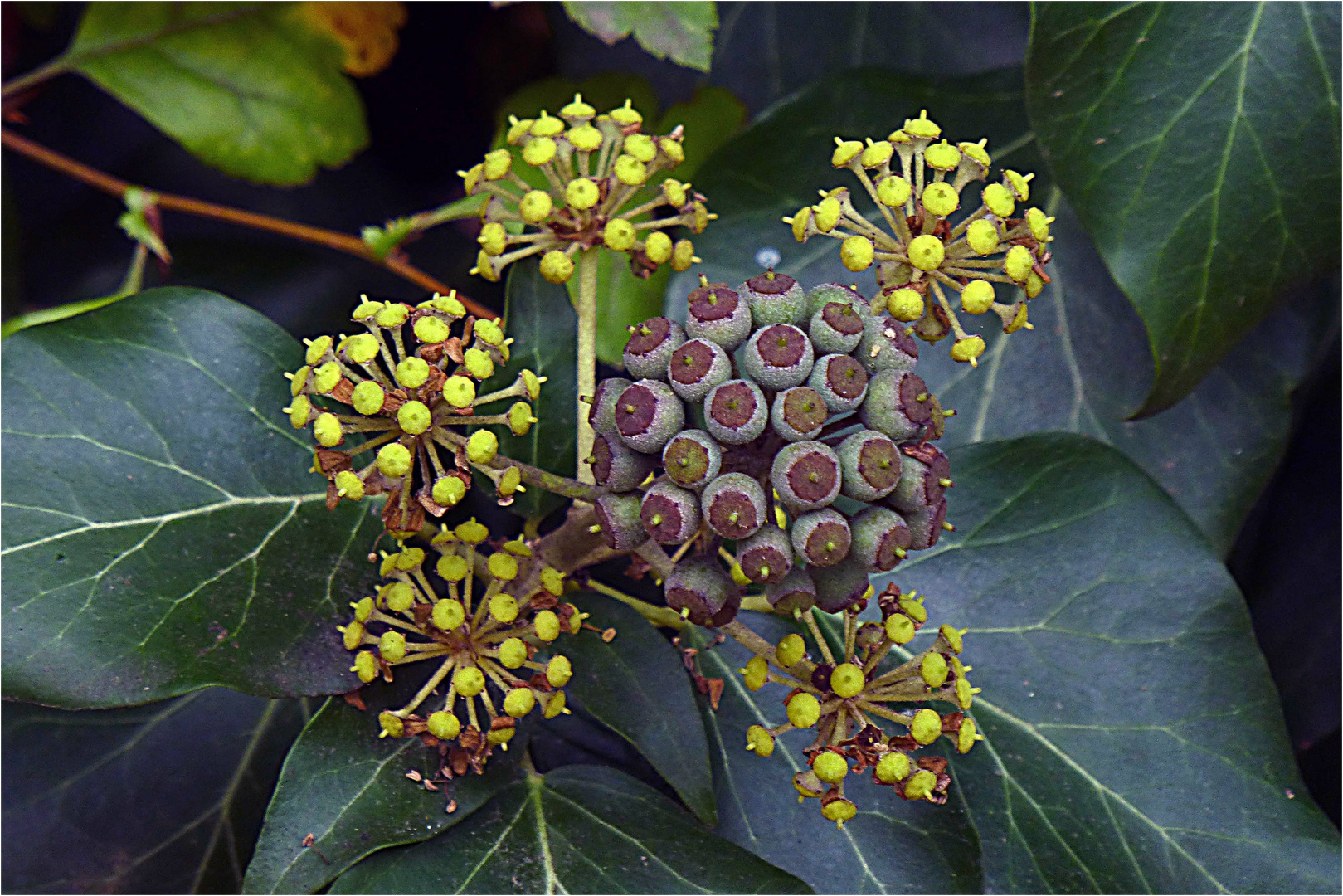 Efeu Foto & Bild | natur Bilder auf fotocommunity