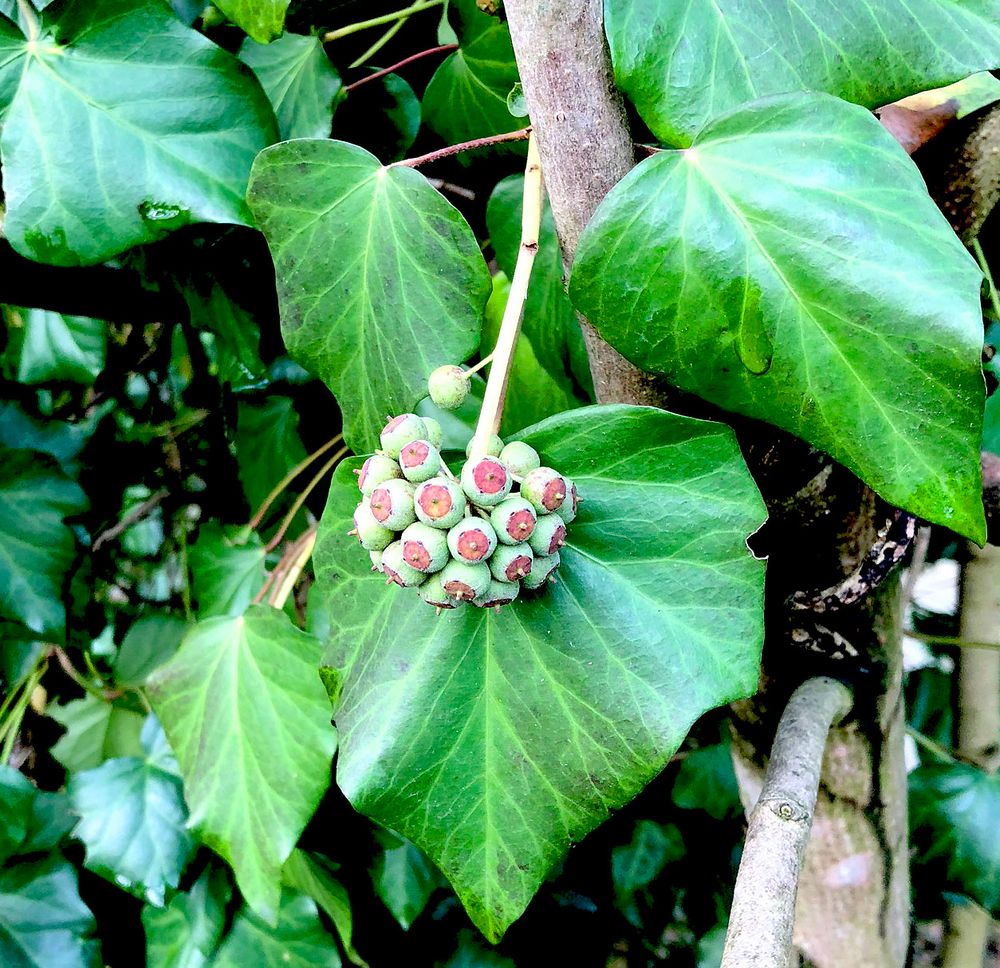 Efeu Früchte Foto & Bild | winter, beeren, efeu Bilder auf fotocommunity