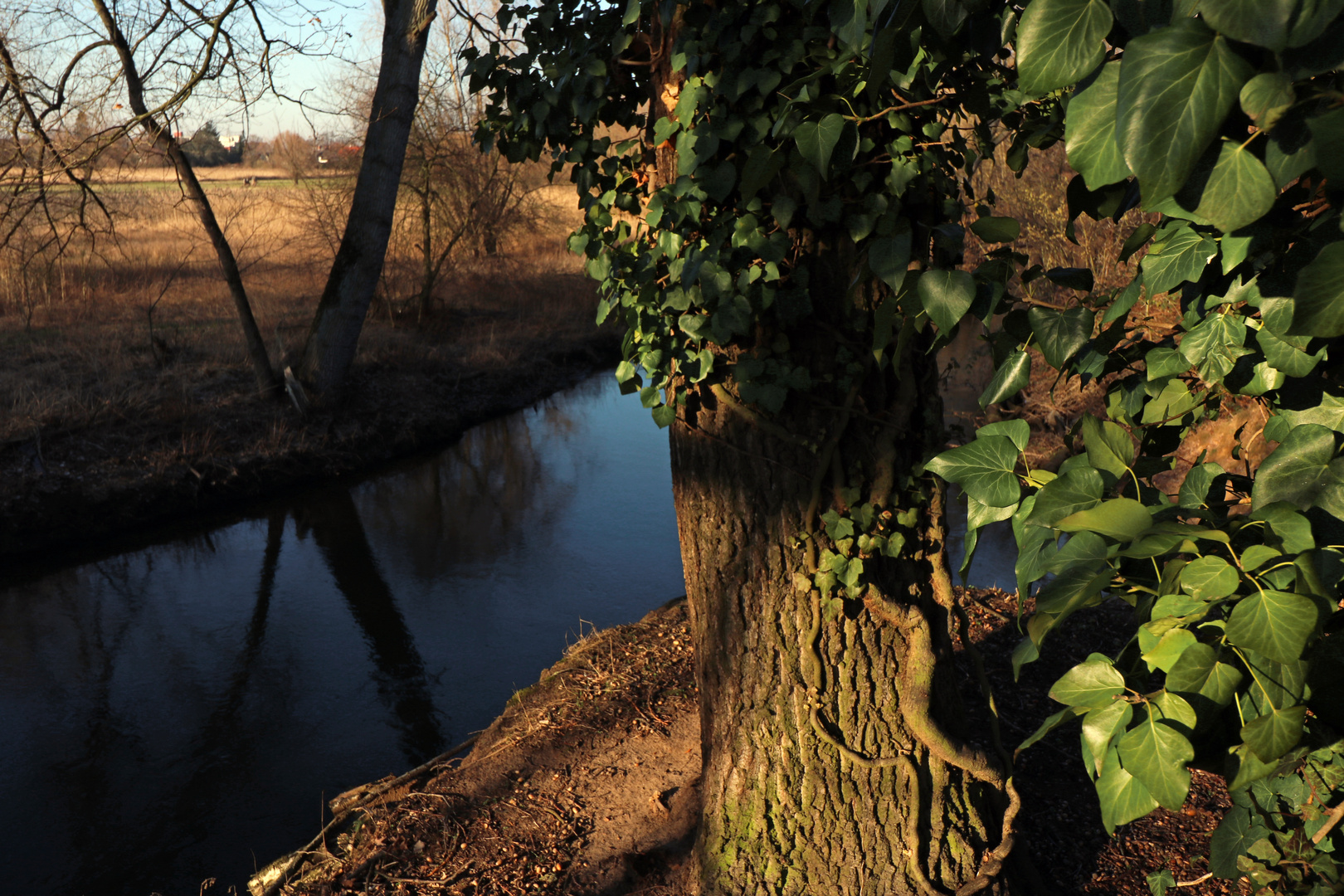 Efeu im Licht Foto & Bild | landschaften, wasser, bäume Bilder auf ...