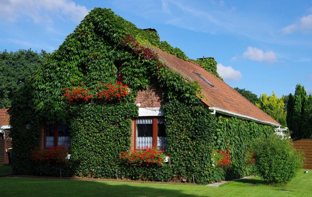 Efeu in Hülle und Fülle… Foto & Bild | natur, haus, pflanzen Bilder auf ...