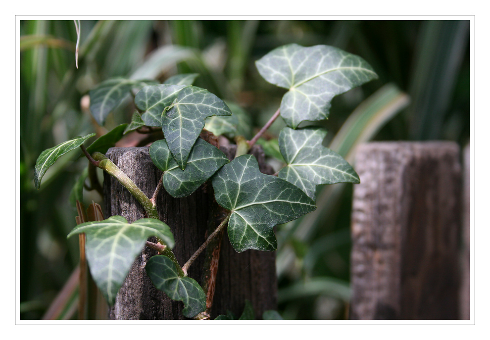 Efeu - von der Natur gezeichnet Foto & Bild | pflanzen, pilze ...