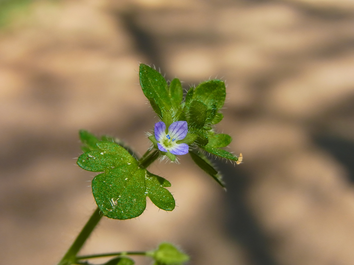 Efeublättriger Ehrenpreis Foto & Bild | natur Bilder auf fotocommunity