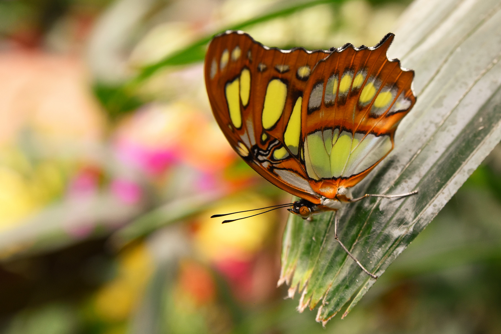 Effet papillon photo et image | macro nature, fotos, france Images ...