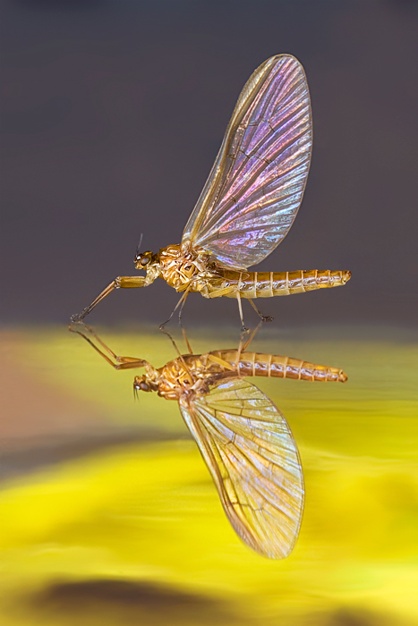 Effimera Foto % Immagini| macro e close up, macro di insetti, macro ...