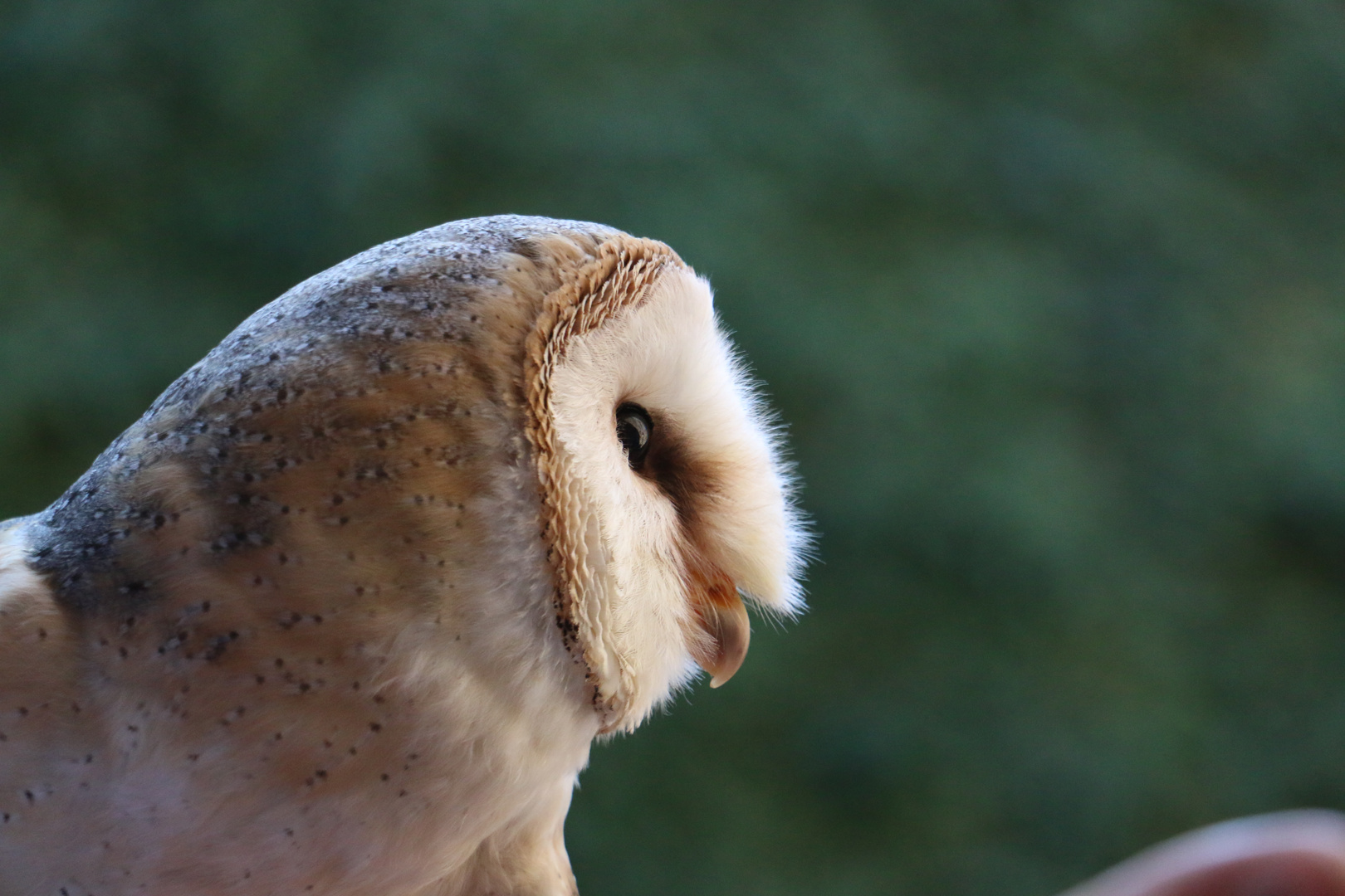 effraie des clochers photo et image | animaux, zoo et animaux en ...