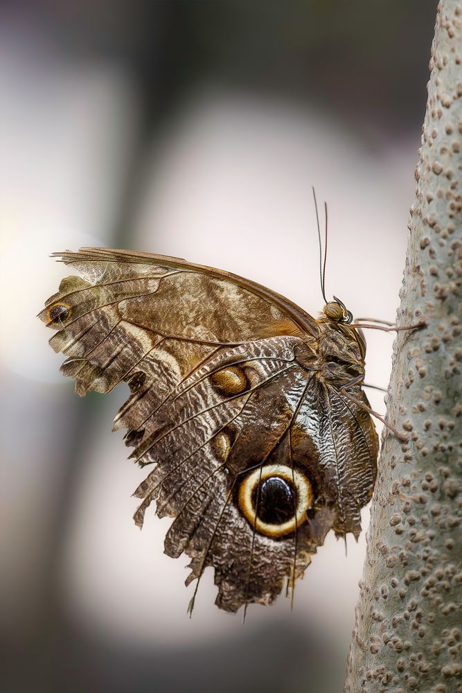 egal wieviele ... Foto & Bild | licht, natur, insekten Bilder auf ...