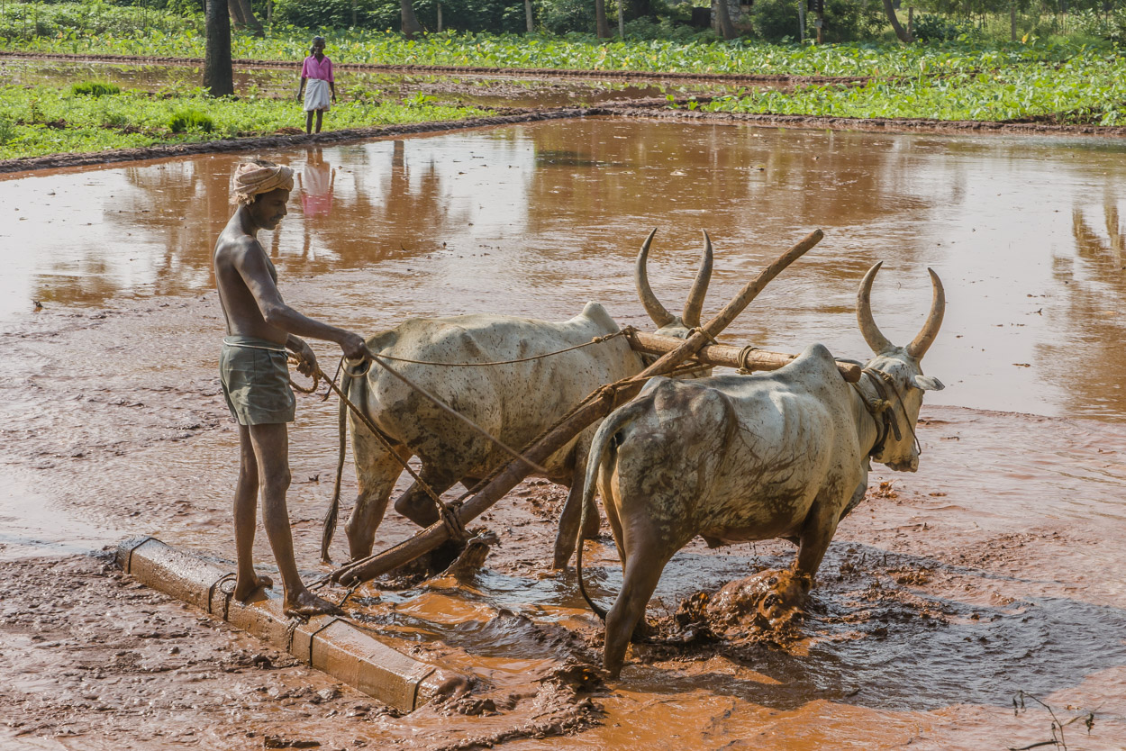 Eggen in Indien - I Foto & Bild | feld, kuh, landwirtschaft Bilder auf ...