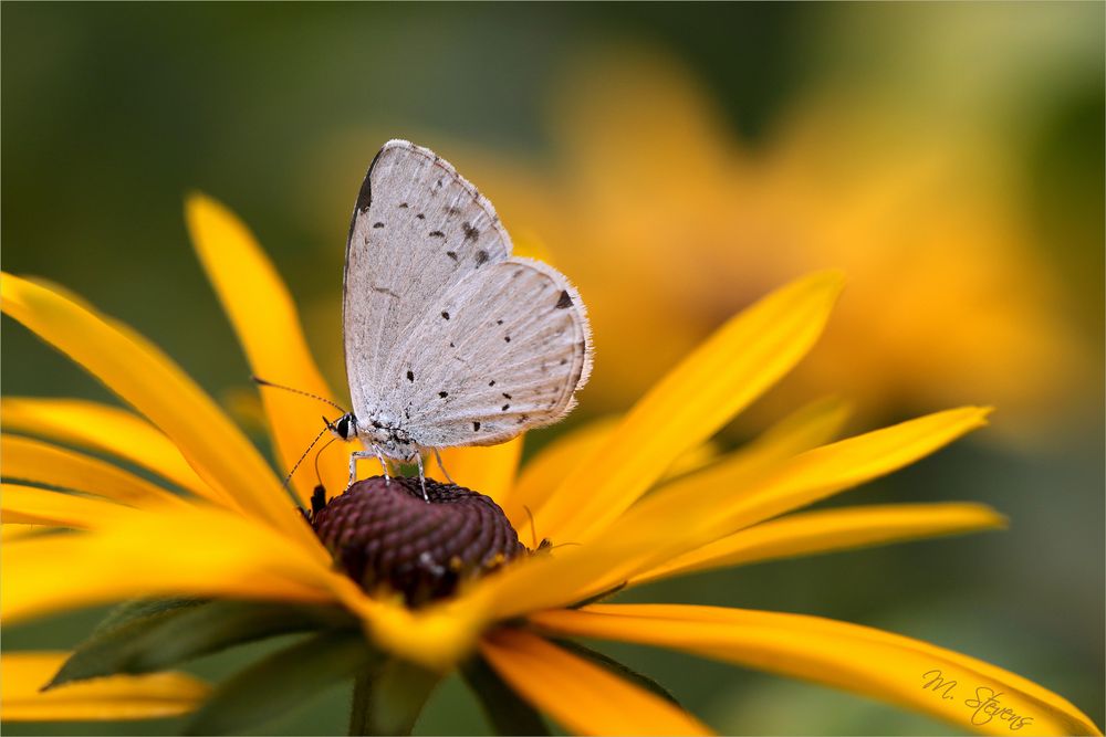 Eher blass Foto & Bild | natur-makros, projekte, natur-kreativ Bilder auf fotocommunity