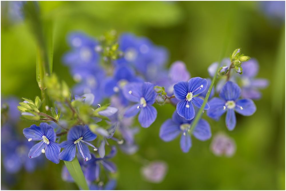 Ehrenpreis Foto & Bild | natur, pflanzen, blüten Bilder auf fotocommunity