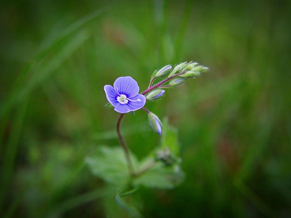 Ehrenpreis Foto & Bild | pflanzen, pilze & flechten, blüten ...
