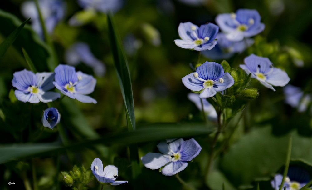 Ehrenpreis Foto & Bild | pflanzen, pilze & flechten, blüten ...