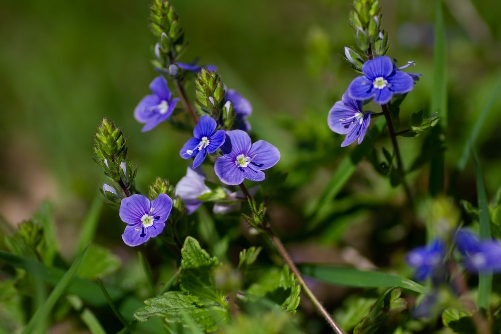 Ehrenpreis Foto & Bild | pflanzen, pilze & flechten, blüten ...