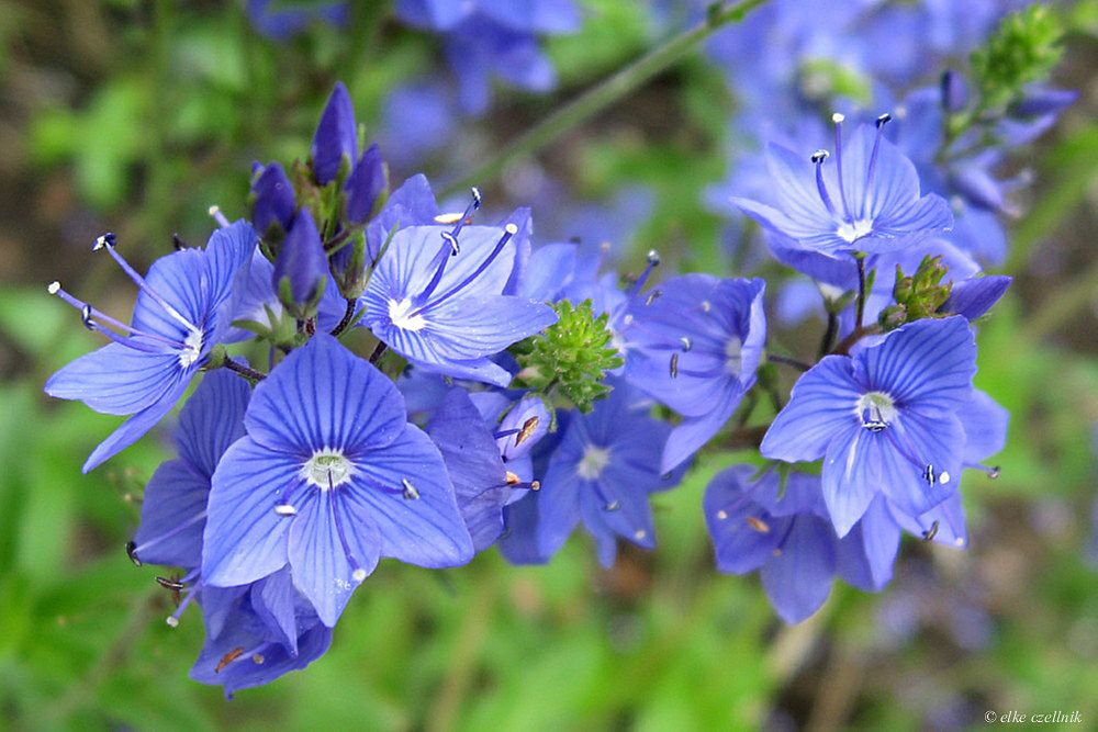 Ehrenpreis Foto & Bild | pflanzen, pilze & flechten, blüten ...