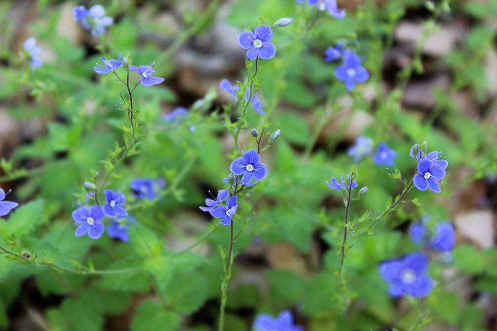 Ehrenpreis Foto & Bild | pflanzen, samen, natur, pflanzen Bilder auf ...