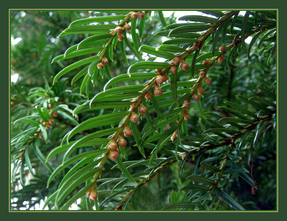 Eibe (Taxus baccata) Foto & Bild | pflanzen, pilze & flechten, bäume ...