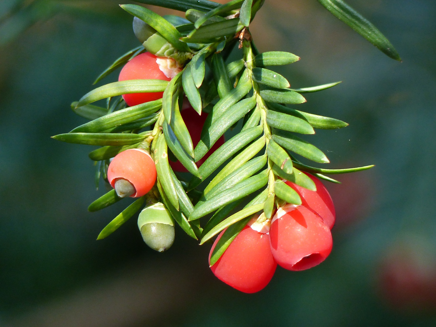 - Eiben Früchte - Foto & Bild | pflanzen, pilze & flechten, bäume ...