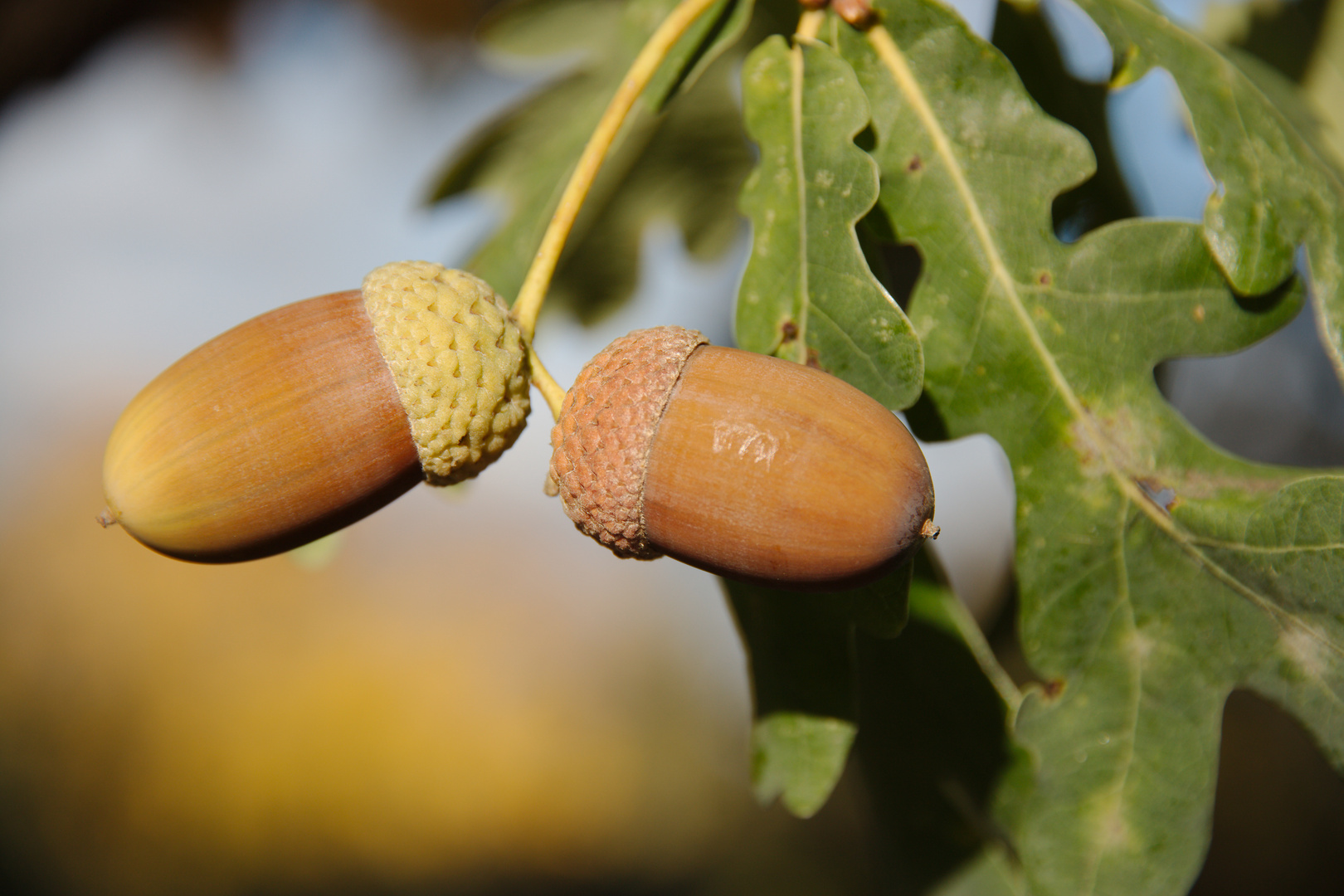 Eichbaum Foto & Bild | pflanzen, pilze & flechten, bäume, laubbäume ...