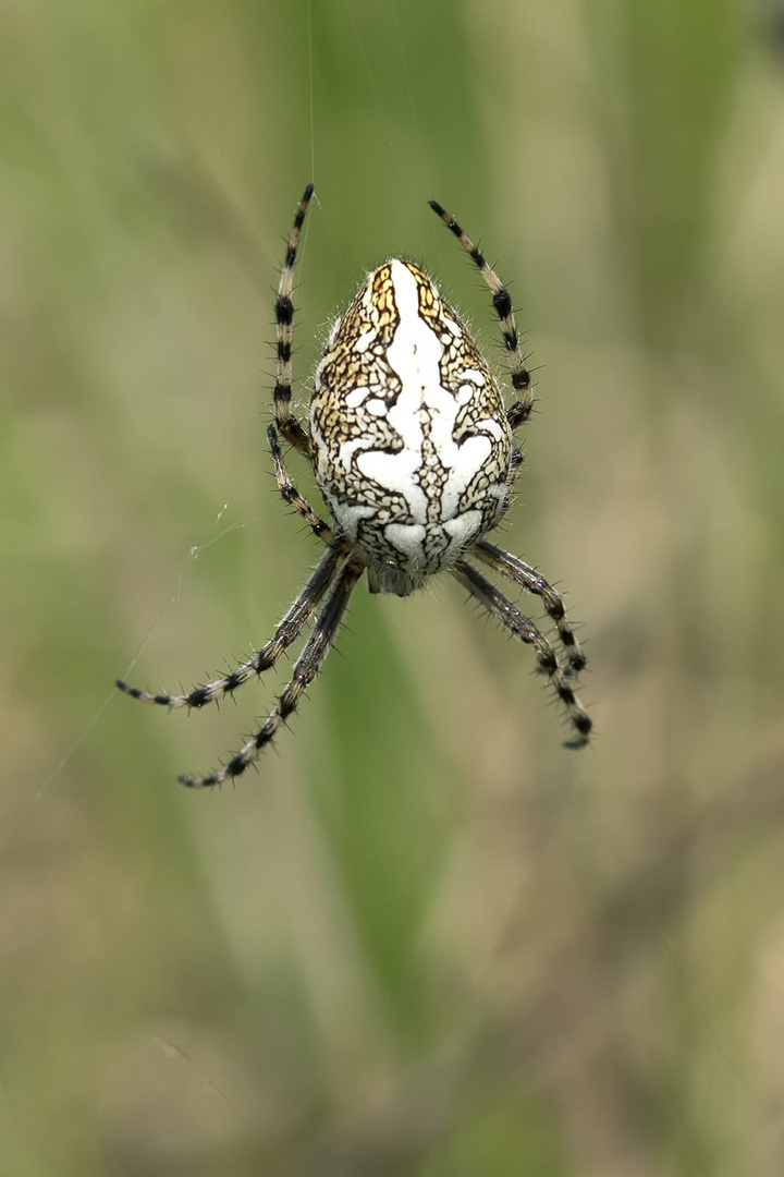 Eichblatt - Radspinne Foto & Bild | tiere, wildlife, spinnen Bilder auf ...