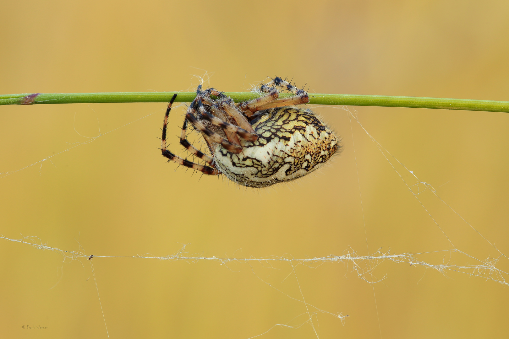 Eichblatt-Radspinne Foto & Bild | natur, tiere, wildlife Bilder auf ...