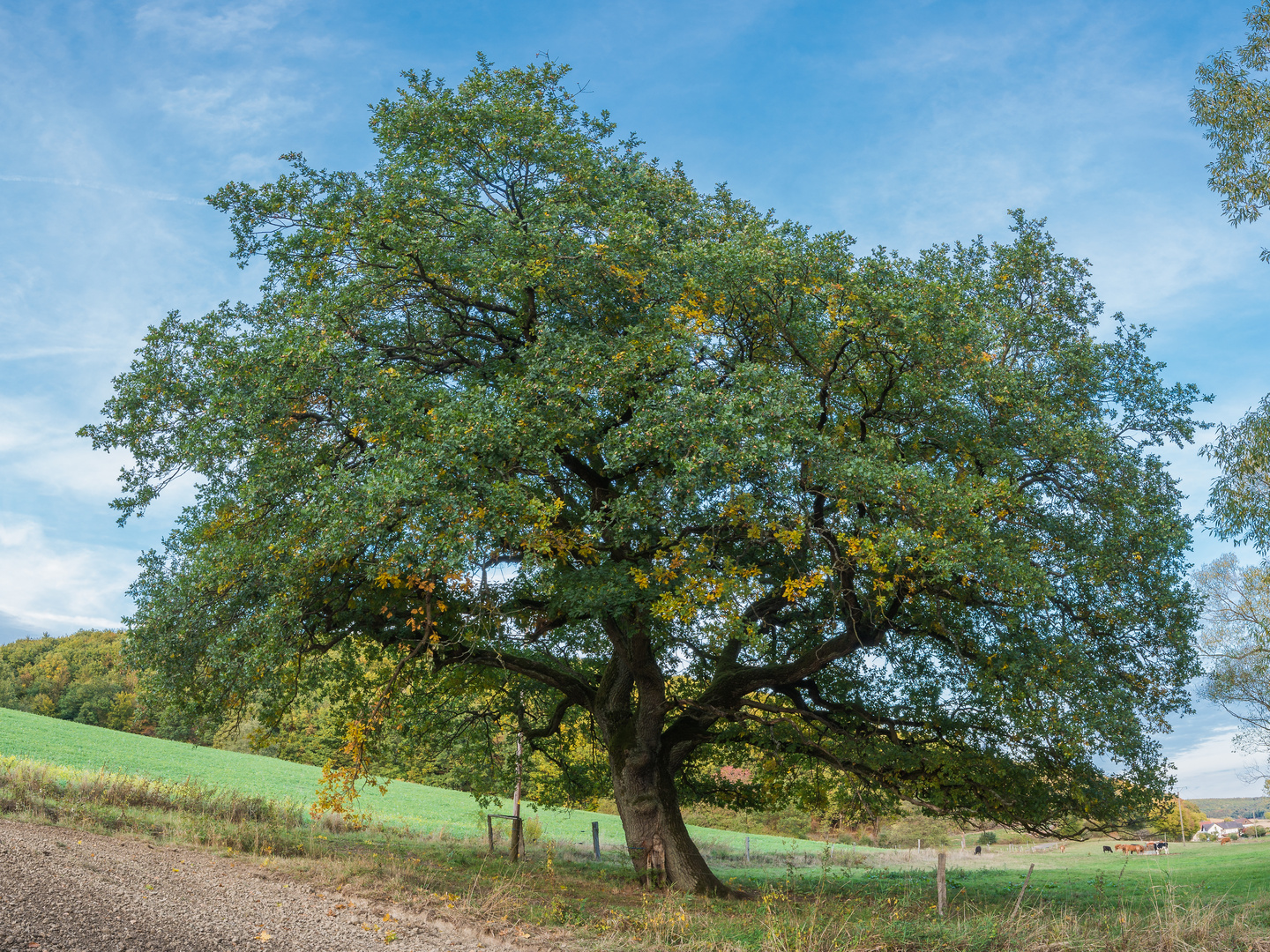 Eiche--2 Foto & Bild | pflanzen, pilze & flechten, bäume, einzelbäume ...