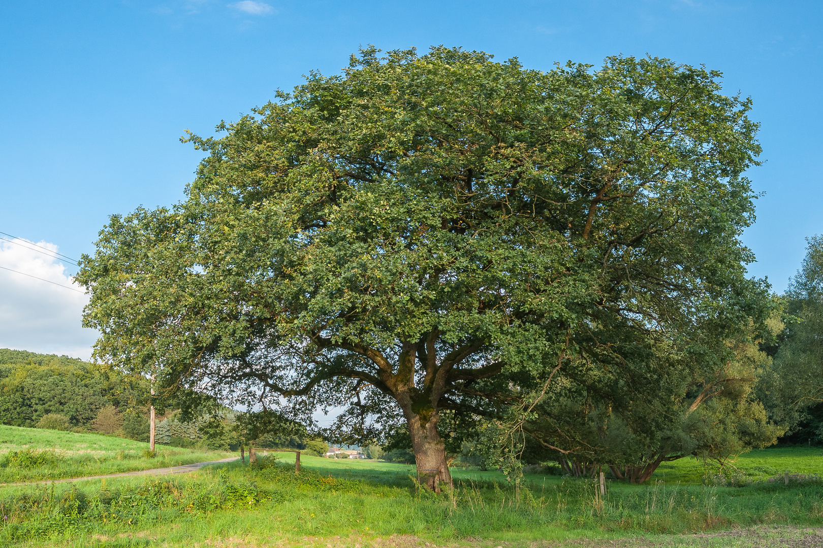 Eiche Foto & Bild | pflanzen, pilze & flechten, bäume, einzelbäume ...