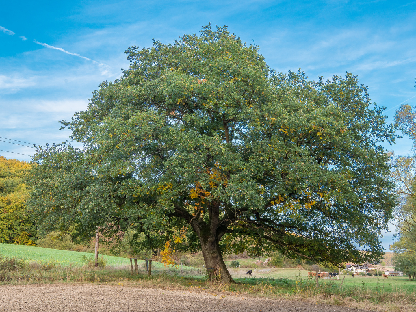 Eiche--3 Foto & Bild | pflanzen, pilze & flechten, bäume, einzelbäume ...
