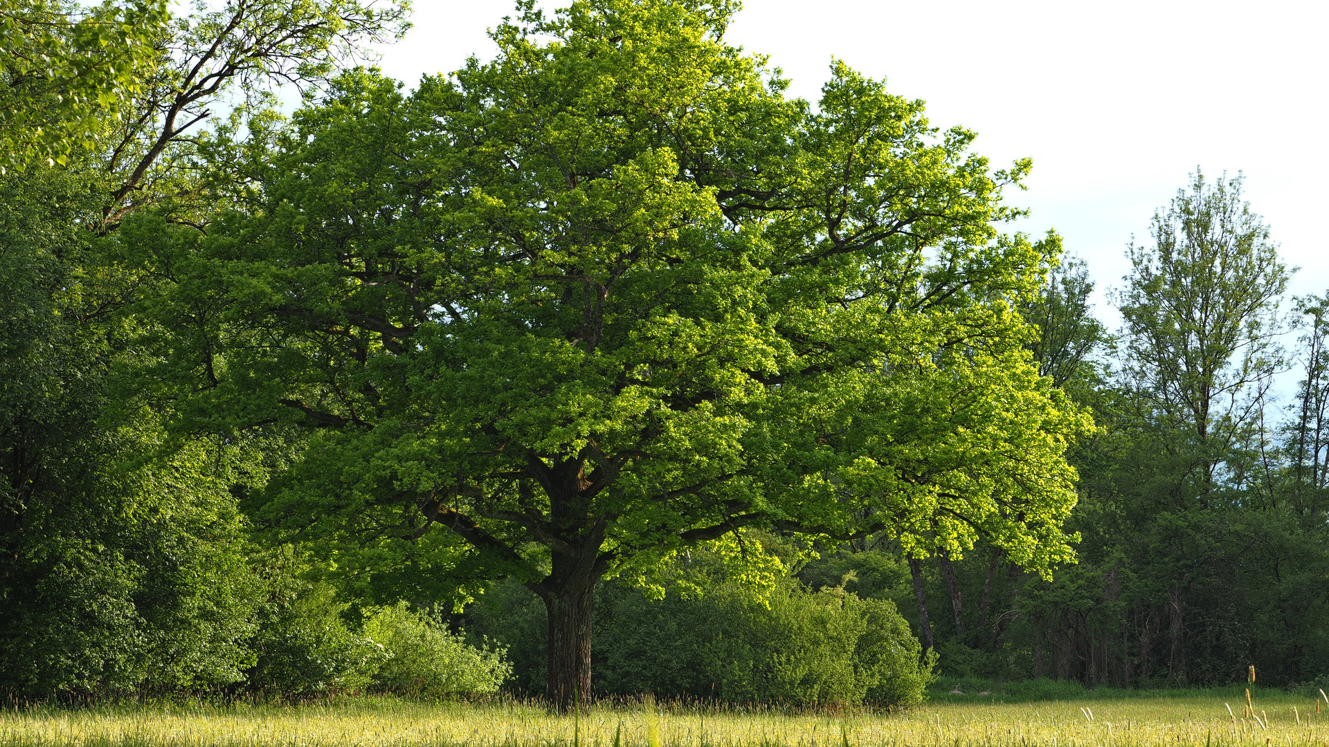 Eiche Foto & Bild | bäume, frühling, natur Bilder auf fotocommunity