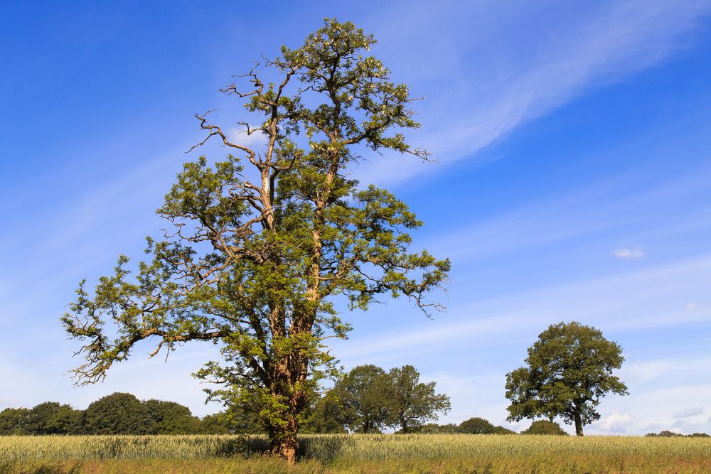 Eiche Foto & Bild | new, bäume, baum Bilder auf fotocommunity