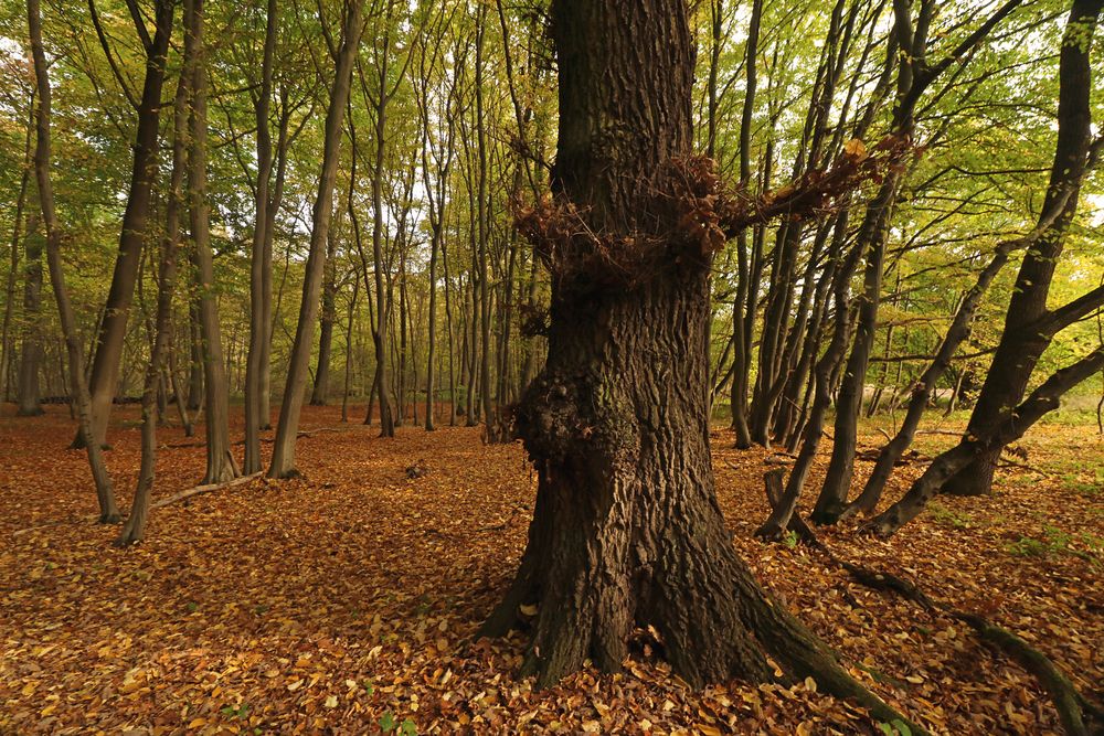 Eiche im Buchenwald Foto & Bild | oktober, forst, wald Bilder auf ...