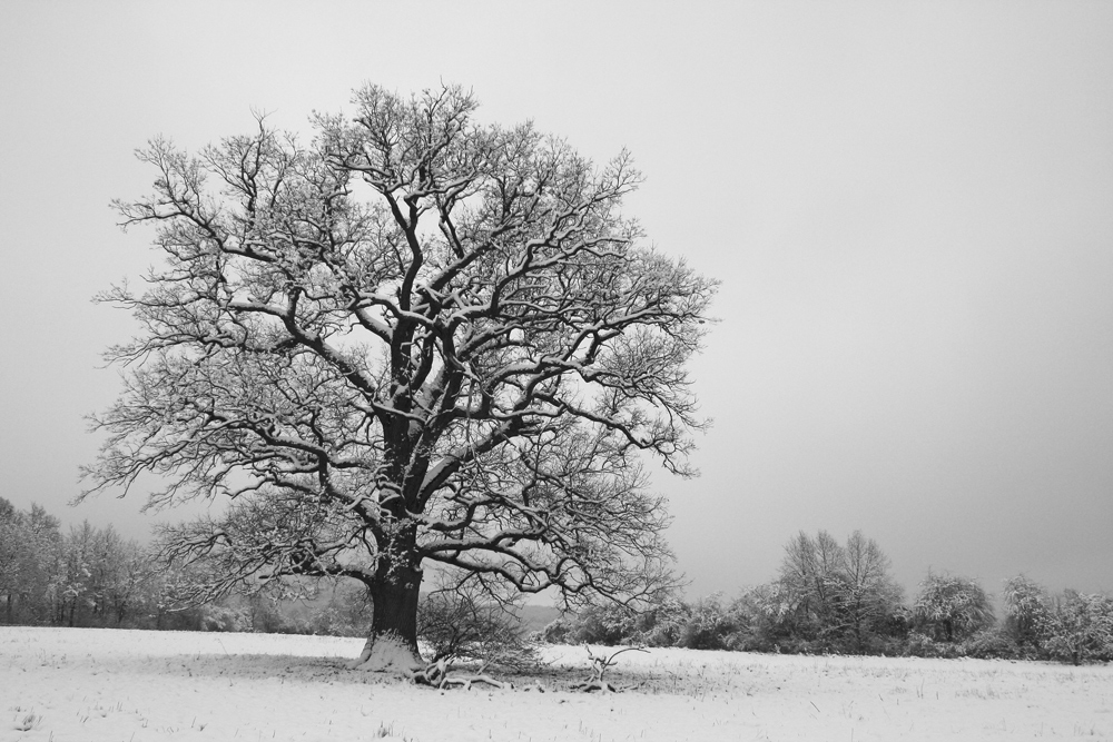 Eiche im Winter Foto & Bild | pflanzen, pilze & flechten, bäume, einzelbäume Bilder auf ...