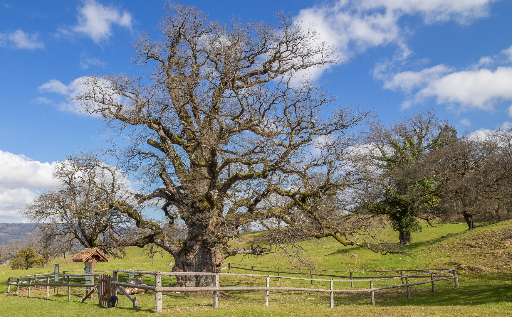 Eiche mit Beulen Foto & Bild | bäume, natur, landschaft Bilder auf ...