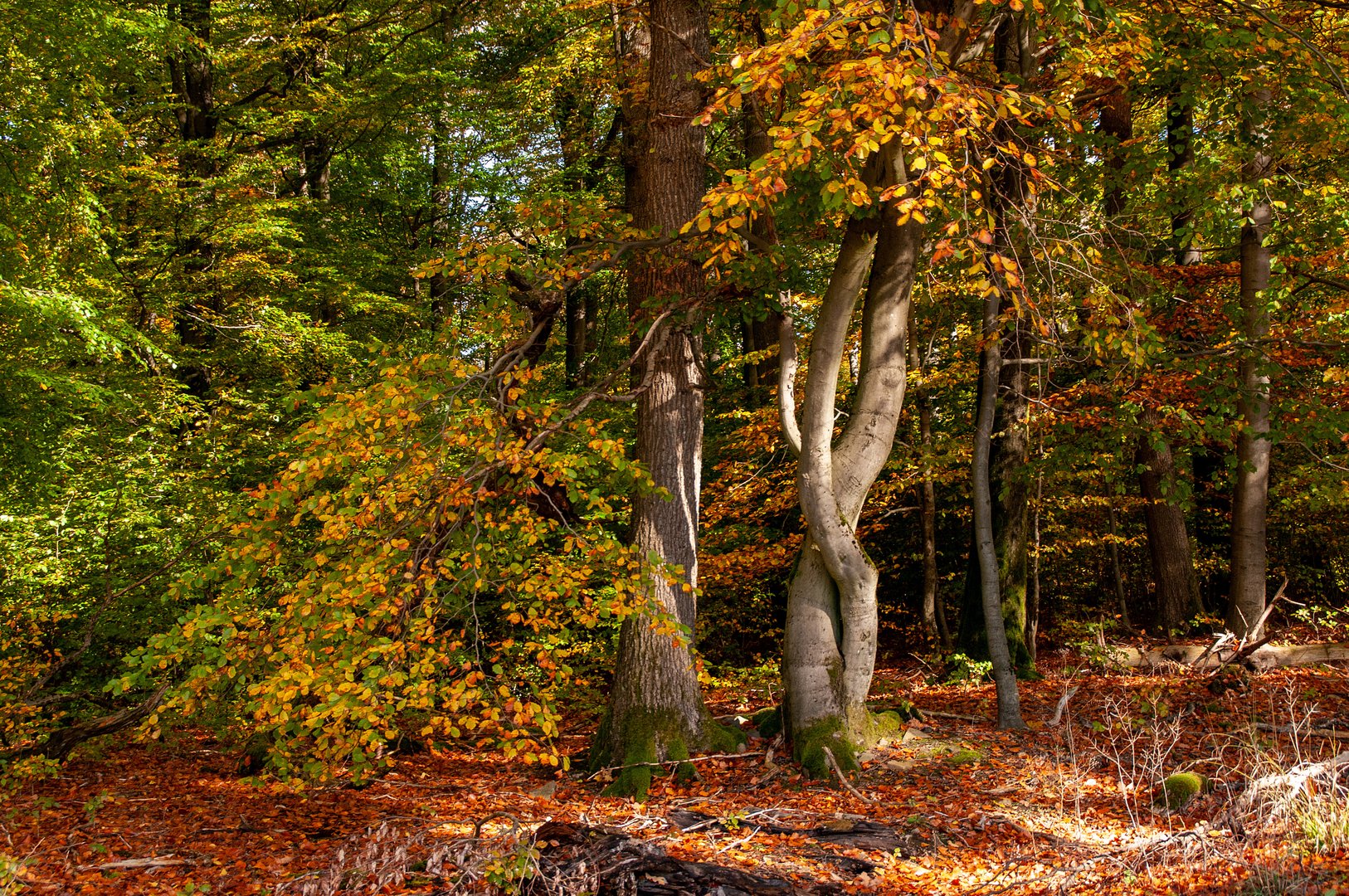 Eiche und Buche... Foto & Bild | wald, bäume, natur Bilder auf ...