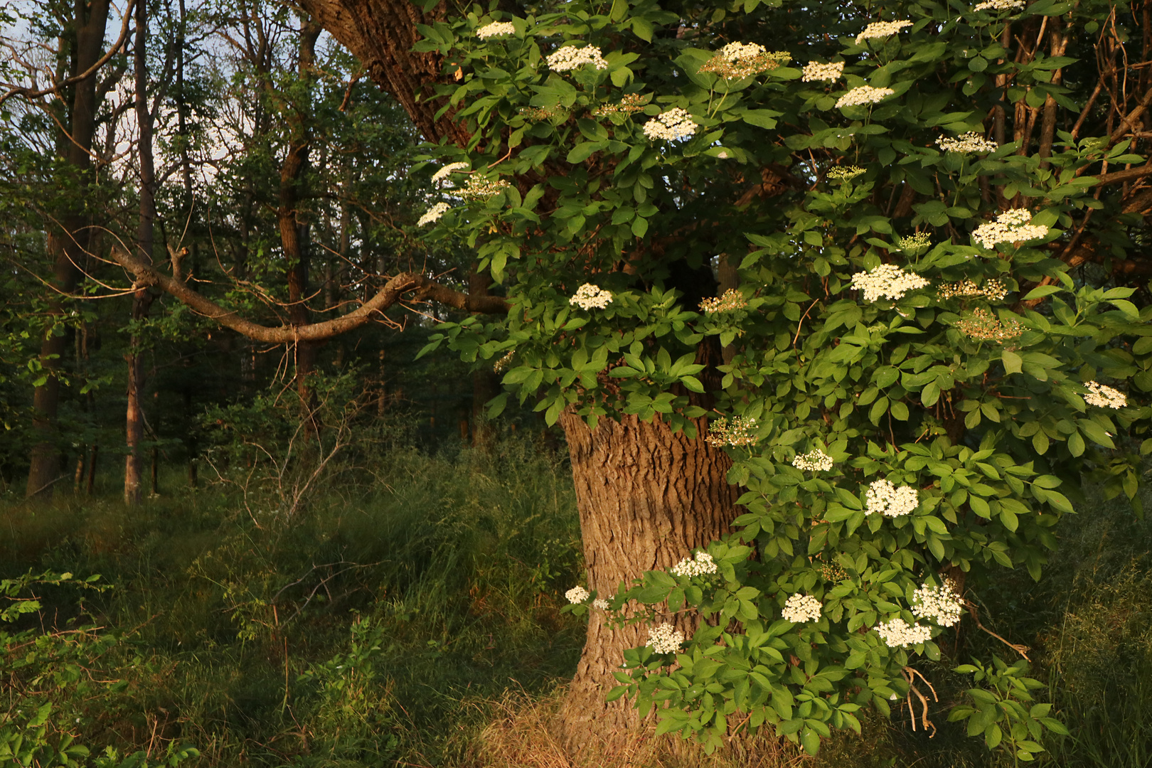 Eiche und Holunder Foto & Bild | wald, landschaften, sommer Bilder auf ...