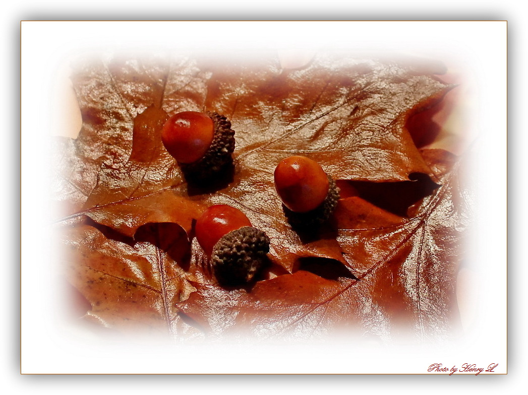 Eichel Foto & Bild | jahreszeiten, herbst, natur Bilder auf fotocommunity