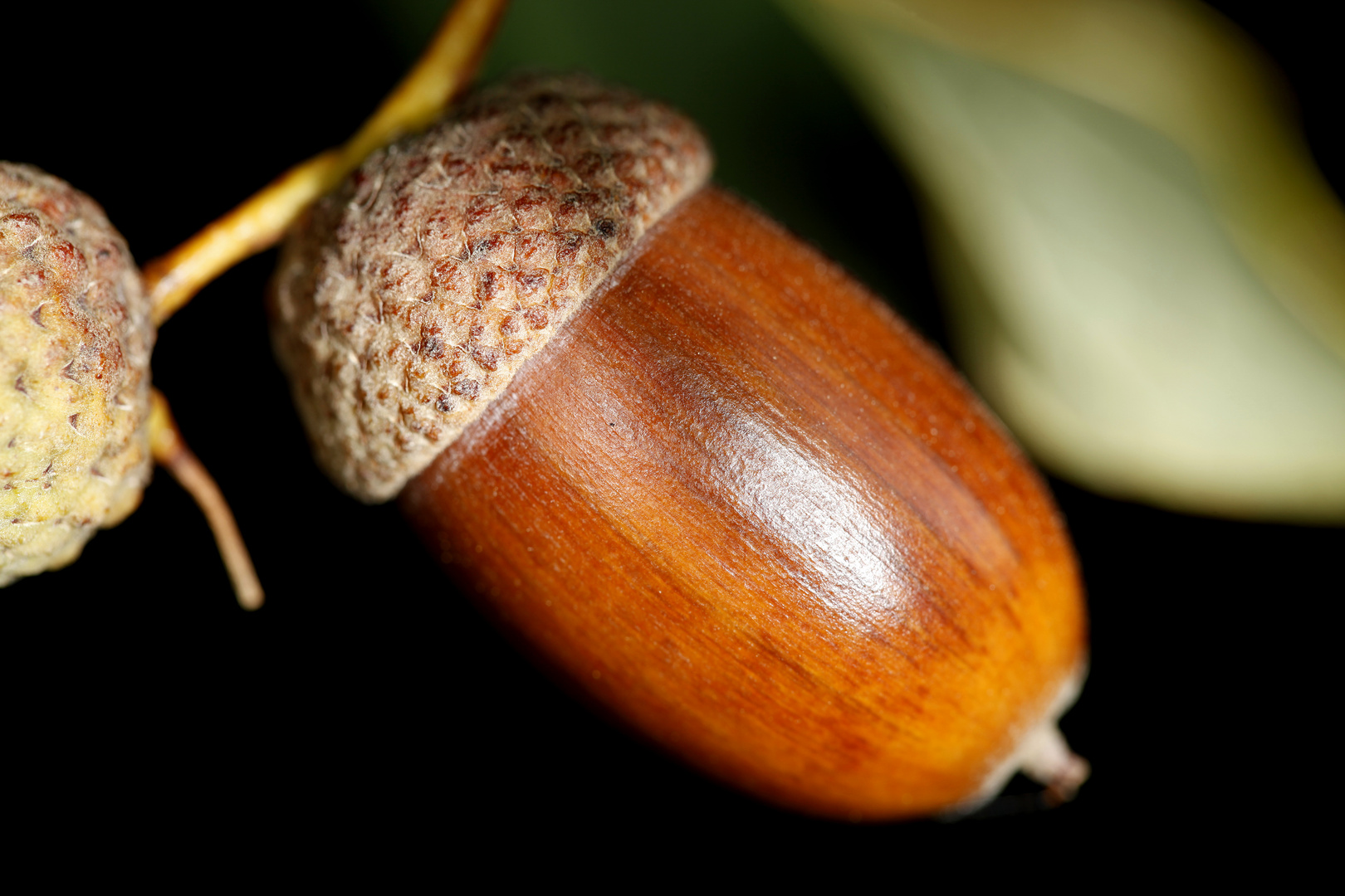 Eichel Foto & Bild | pflanzen, pilze & flechten, bäume, laubbäume ...