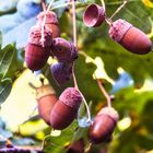 Eichel Foto & Bild | pflanzen, pilze & flechten, bäume, jahreszeiten ...