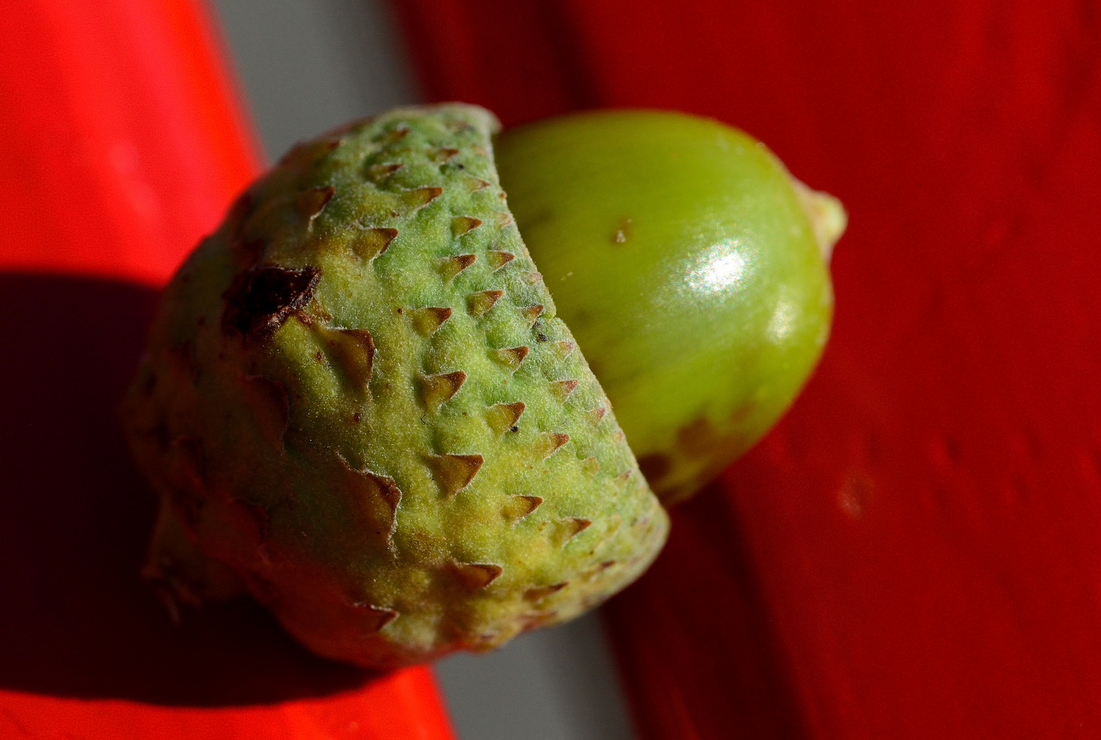 Eichel auf der Parkbank !! Foto & Bild | pflanzen, pilze & flechten ...